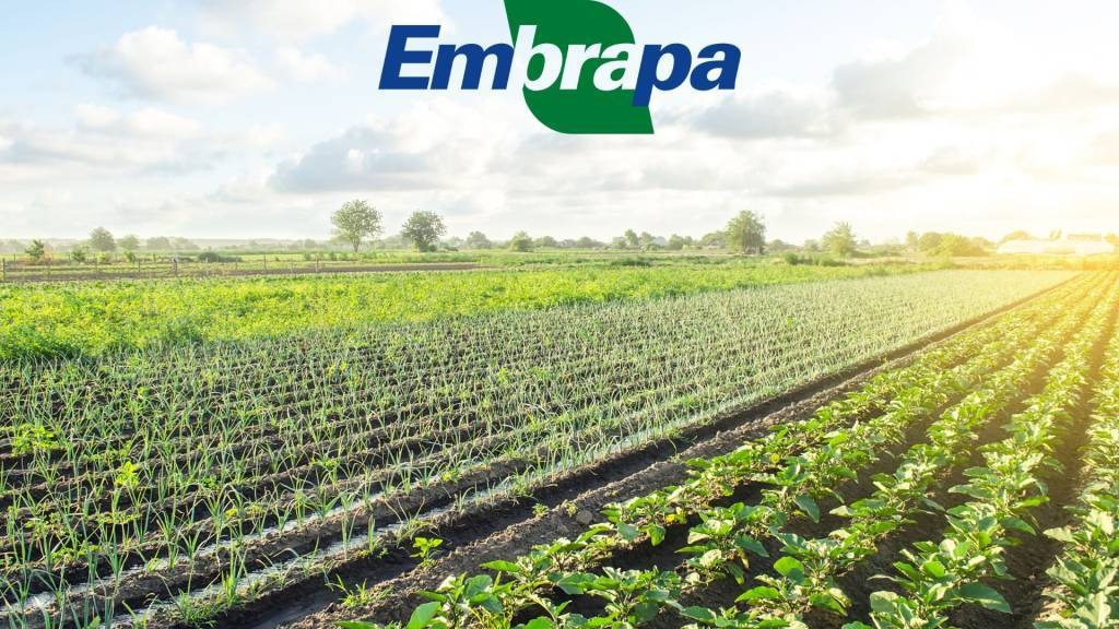 Embrapa 51 anos: Empresa Brasileira que revoluciona a agropecuária do ...